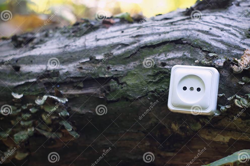 Electric Socket on Trees in Forest. Green Energy Concept Stock Photo ...