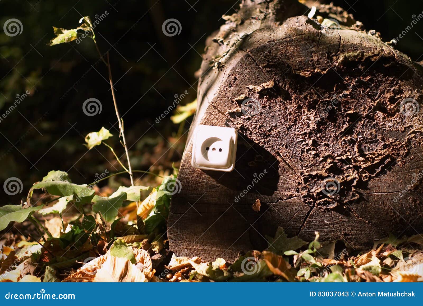 Electric Socket on Trees in Forest. Green Energy Concept Stock Image ...