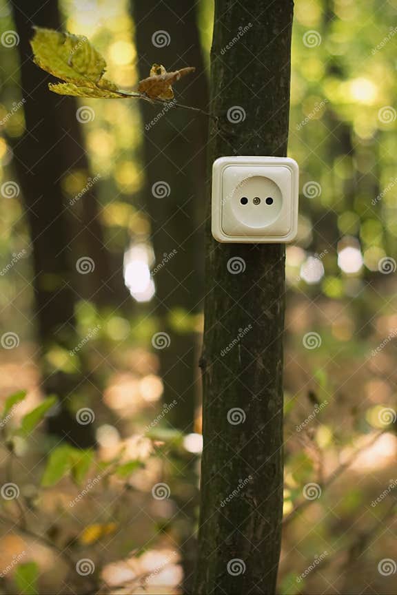 Electric Socket on Trees in Forest. Green Energy Concept Stock Image ...