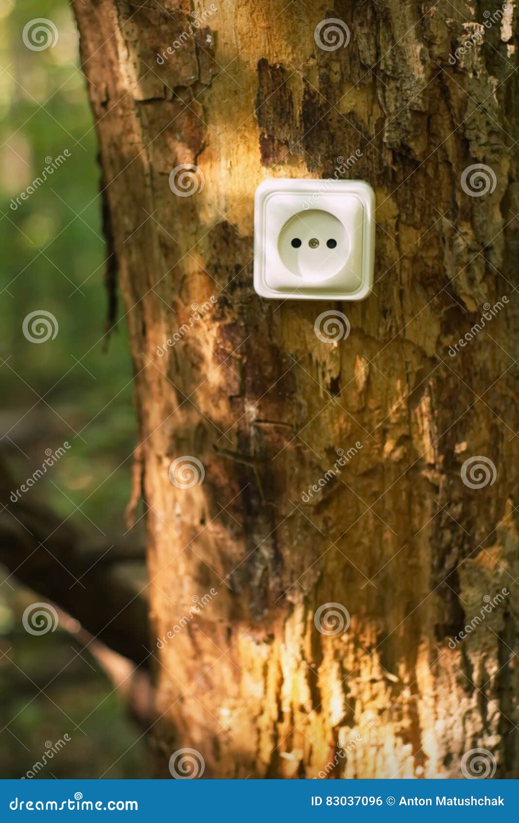 Electric Socket on Trees in Forest. Green Energy Concept Stock Photo ...