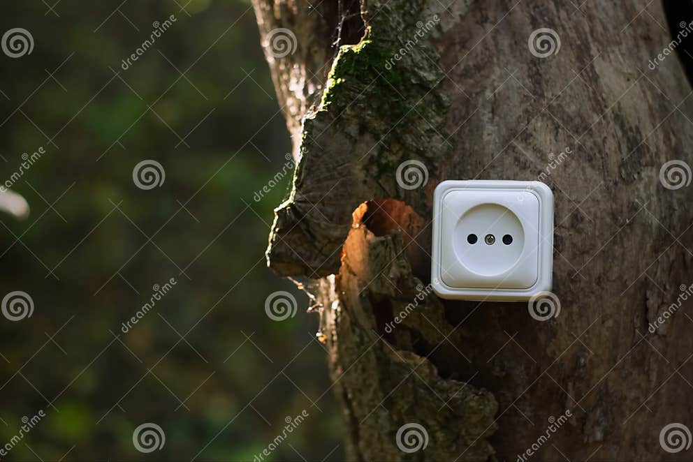 Electric Socket on Trees in Forest. Green Energy Concept Stock Image ...