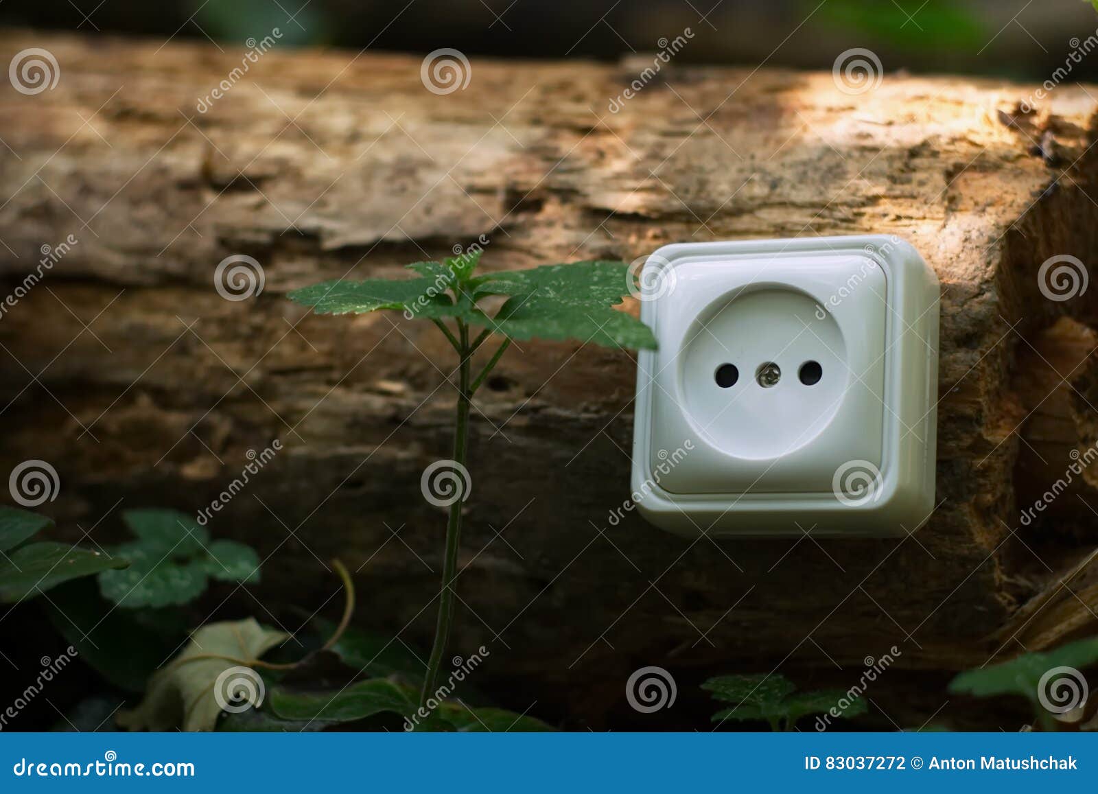 Electric Socket on Trees in Forest. Green Energy Concept Stock Photo ...