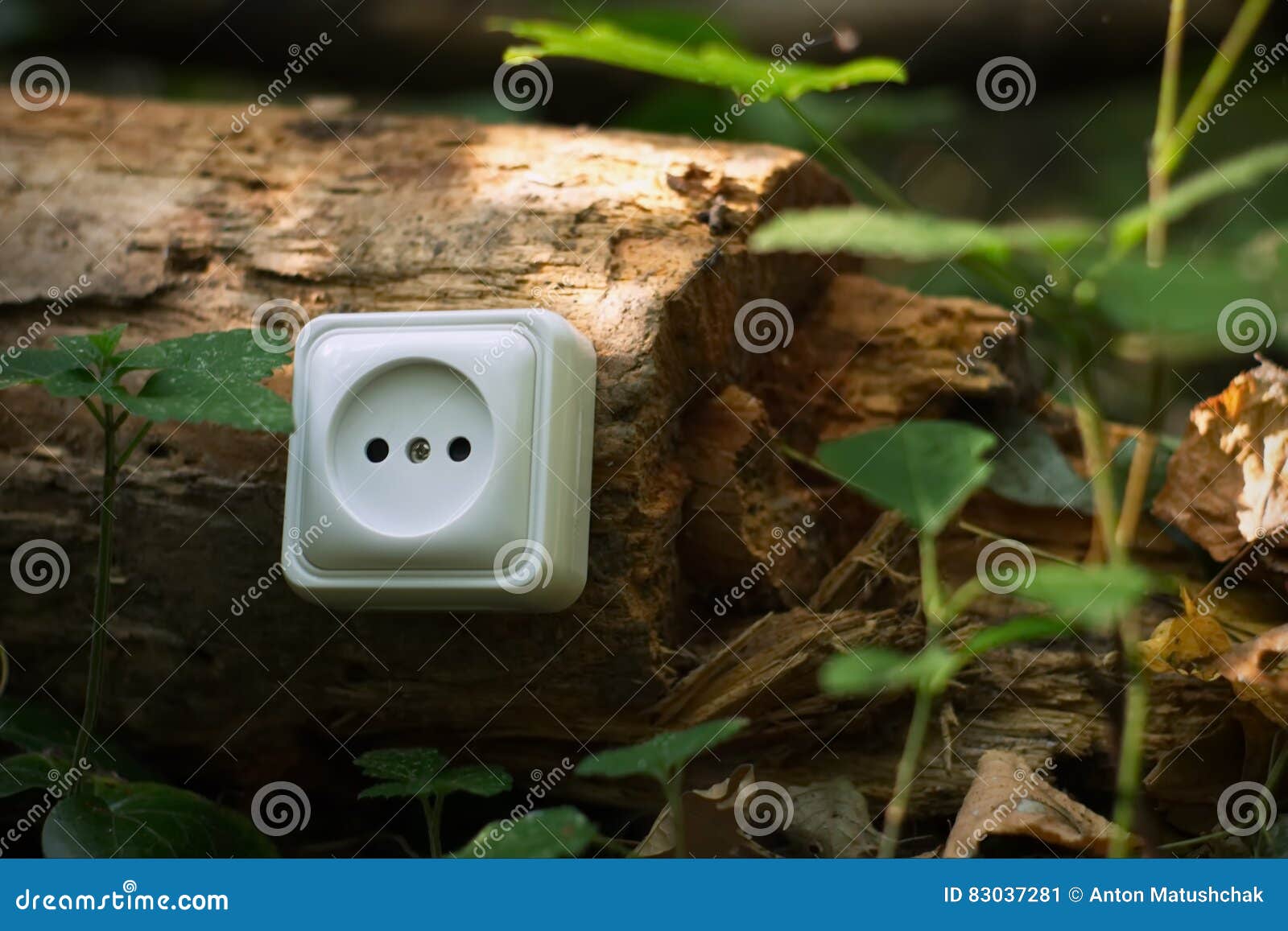 Electric Socket on Trees in Forest. Green Energy Concept Stock Image ...