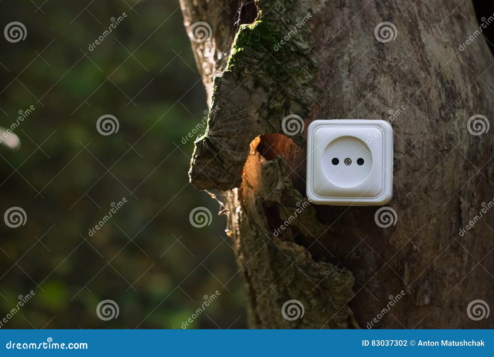 Electric Socket on Trees in Forest. Green Energy Concept Stock Photo ...