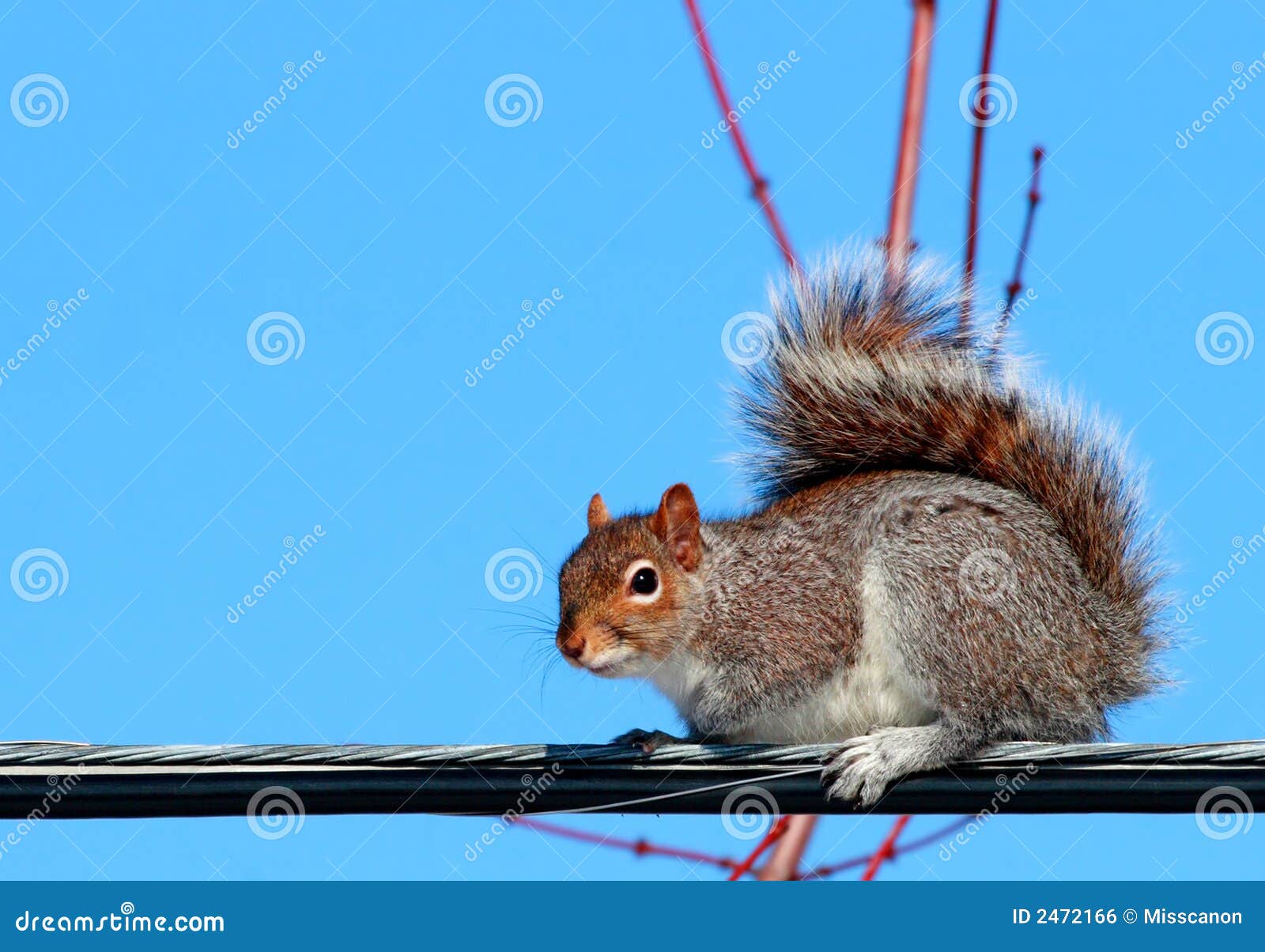 Electric squirrel stock photo. Image of cute, lawn, friendly - 2472166