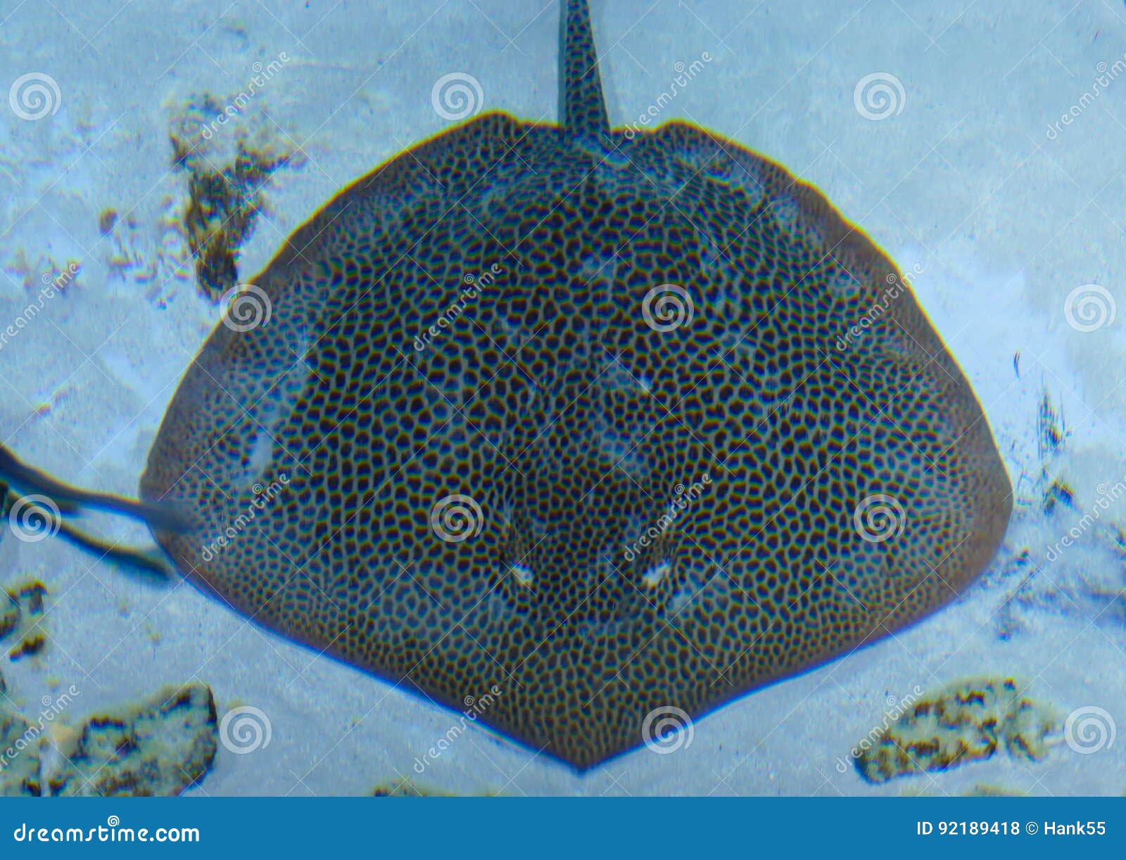 Electric Stingray stock photo. Image of islands, stingray - 92189418