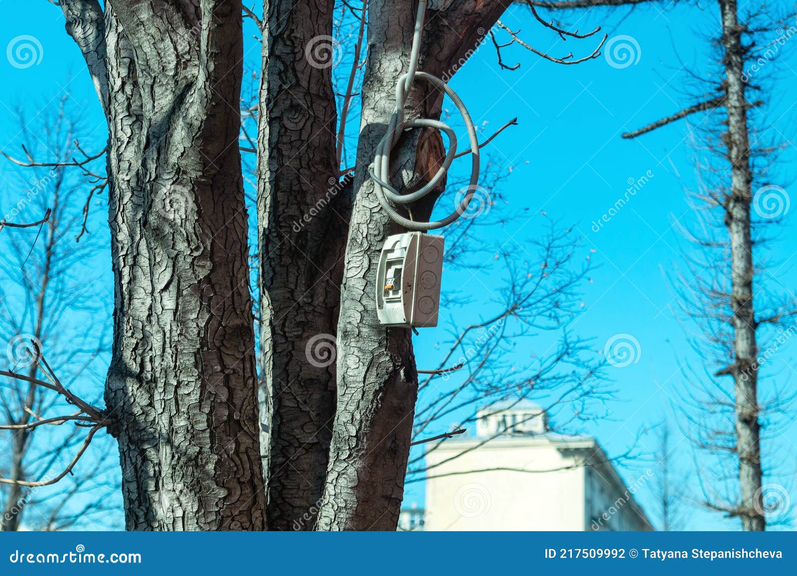 Electric Switch Hanging on a Tree Stock Photo - Image of construction ...