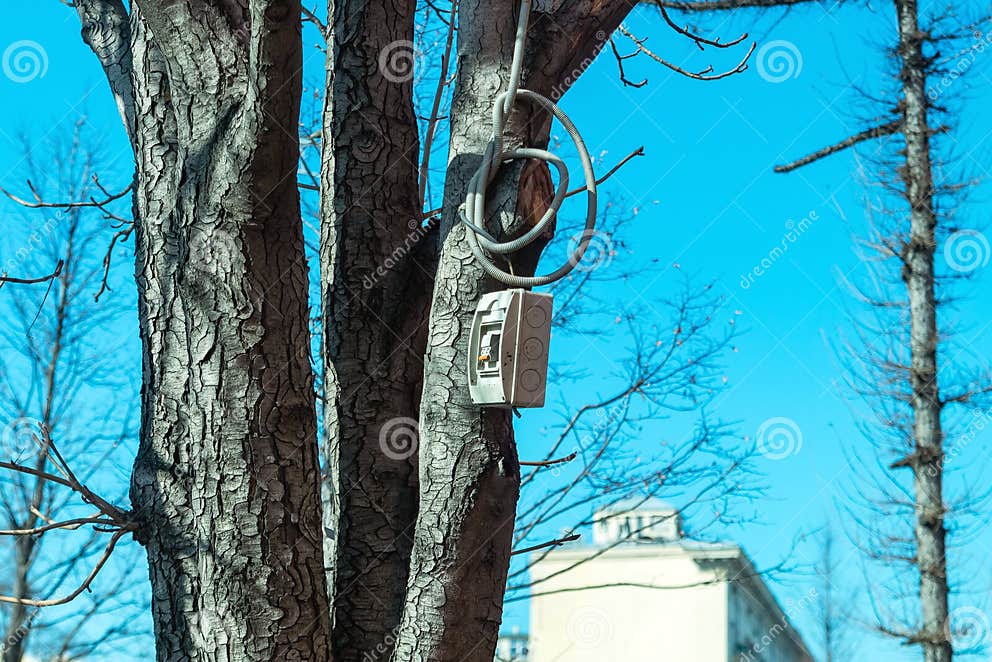 Electric Switch Hanging on a Tree Stock Photo - Image of construction ...