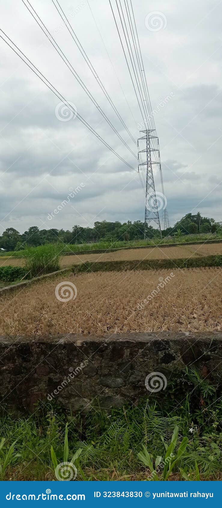 Electric Towers Stand Firmly in the Middle of Rice Fields Stock Photo ...