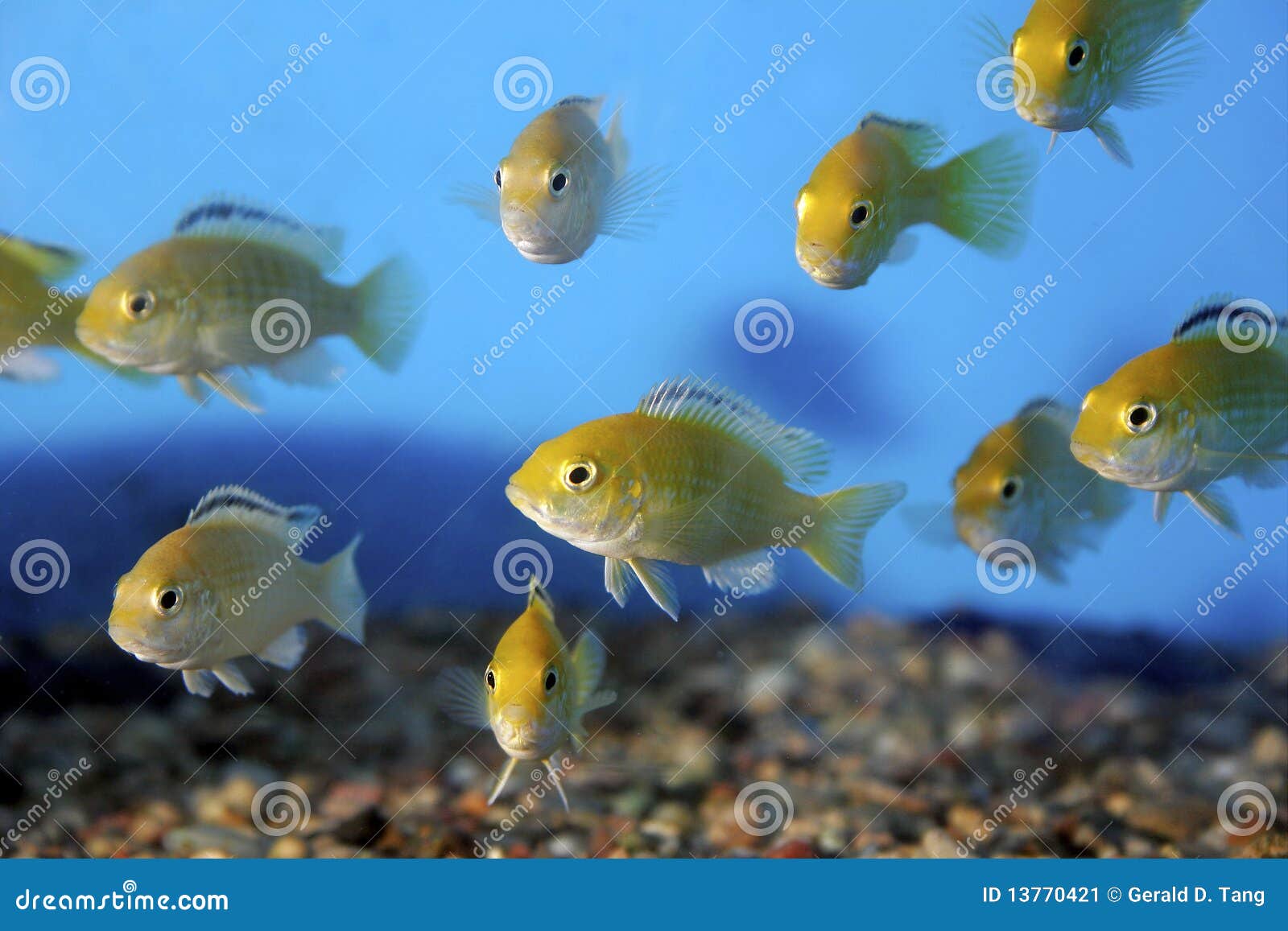 Electric Yellow Cichlid Labidochromis Caeruleus Malawi Aquarium Fish ...