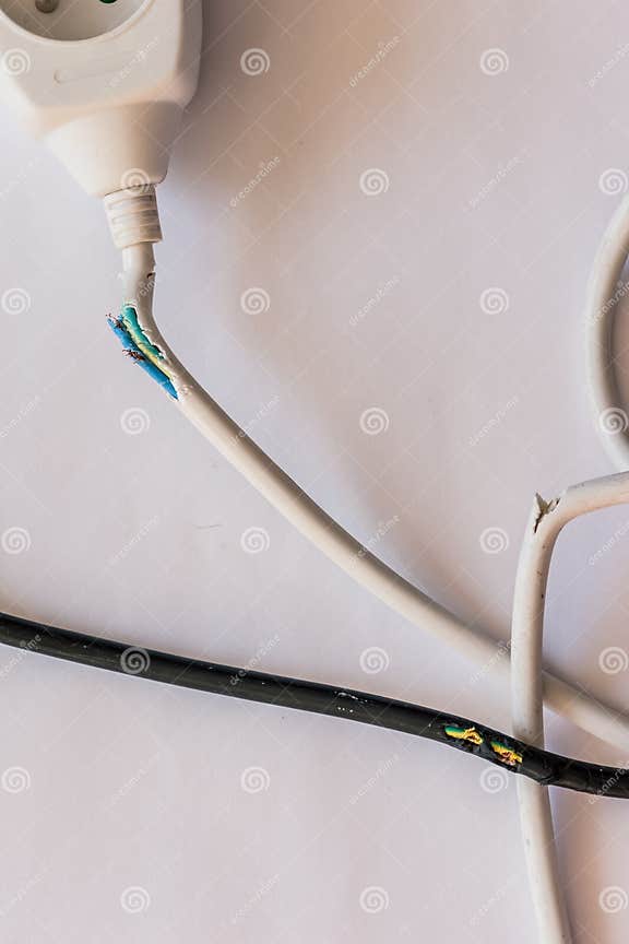 Electrical Cable Chew and Broken Stock Photo - Image of isolated ...