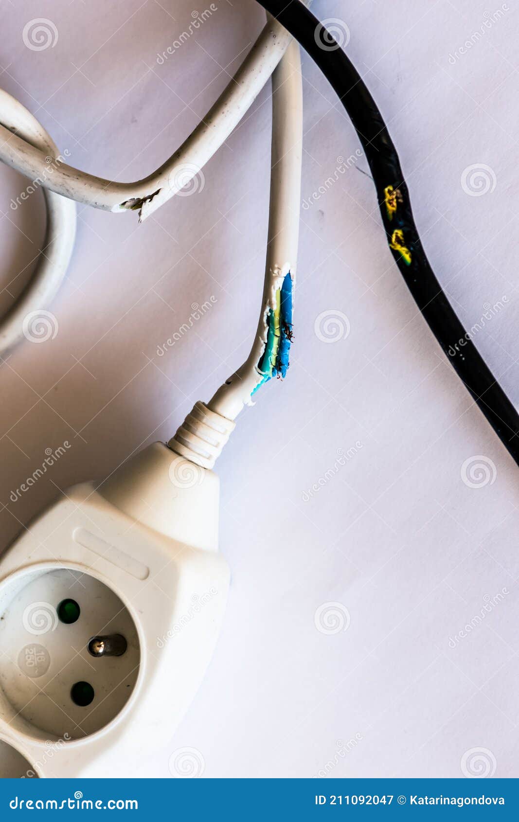 Electrical Cable Chew and Broken Stock Image - Image of animal, brown ...