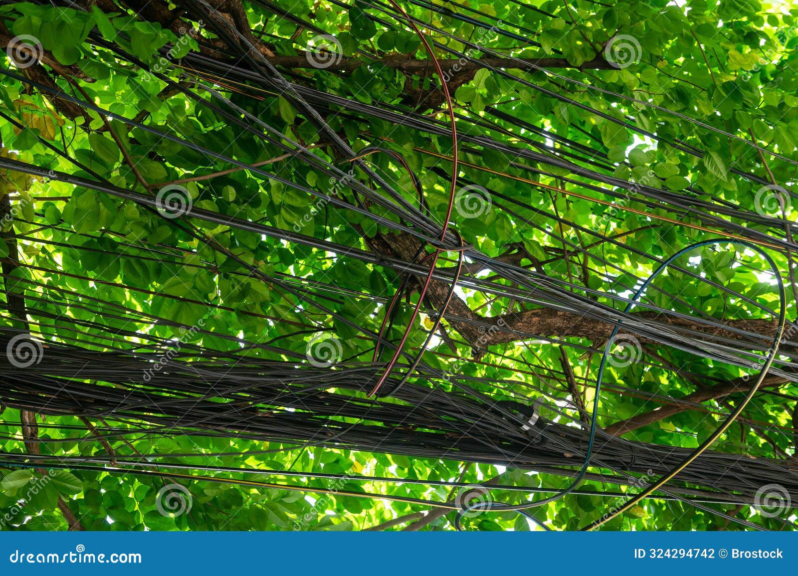 Electrical Cable is Fixed on a Tree among Branches with Green Foliage ...