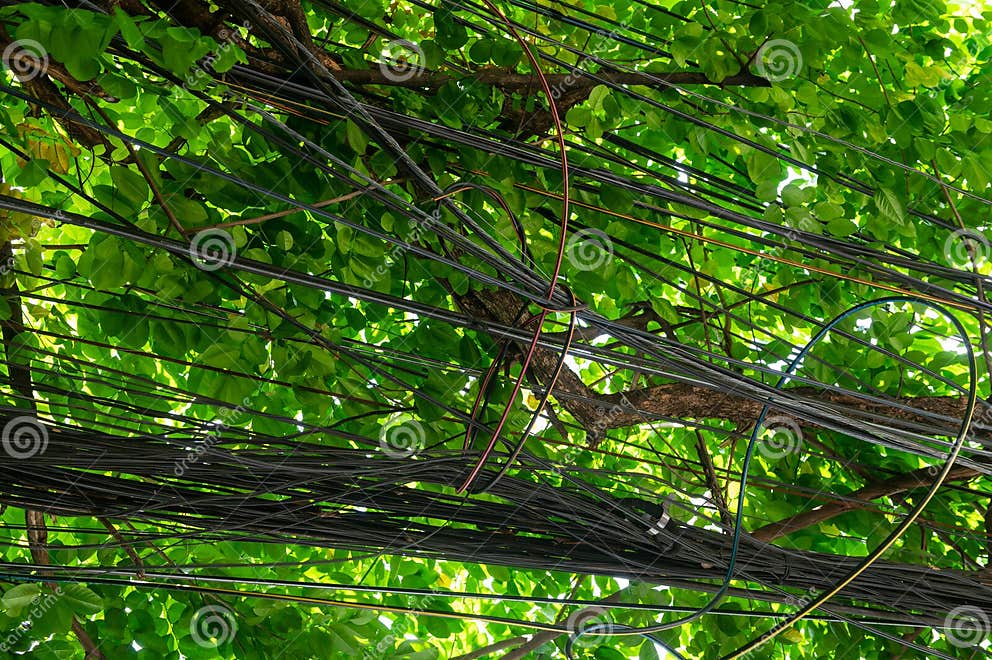 Electrical Cable is Fixed on a Tree among Branches with Green Foliage ...