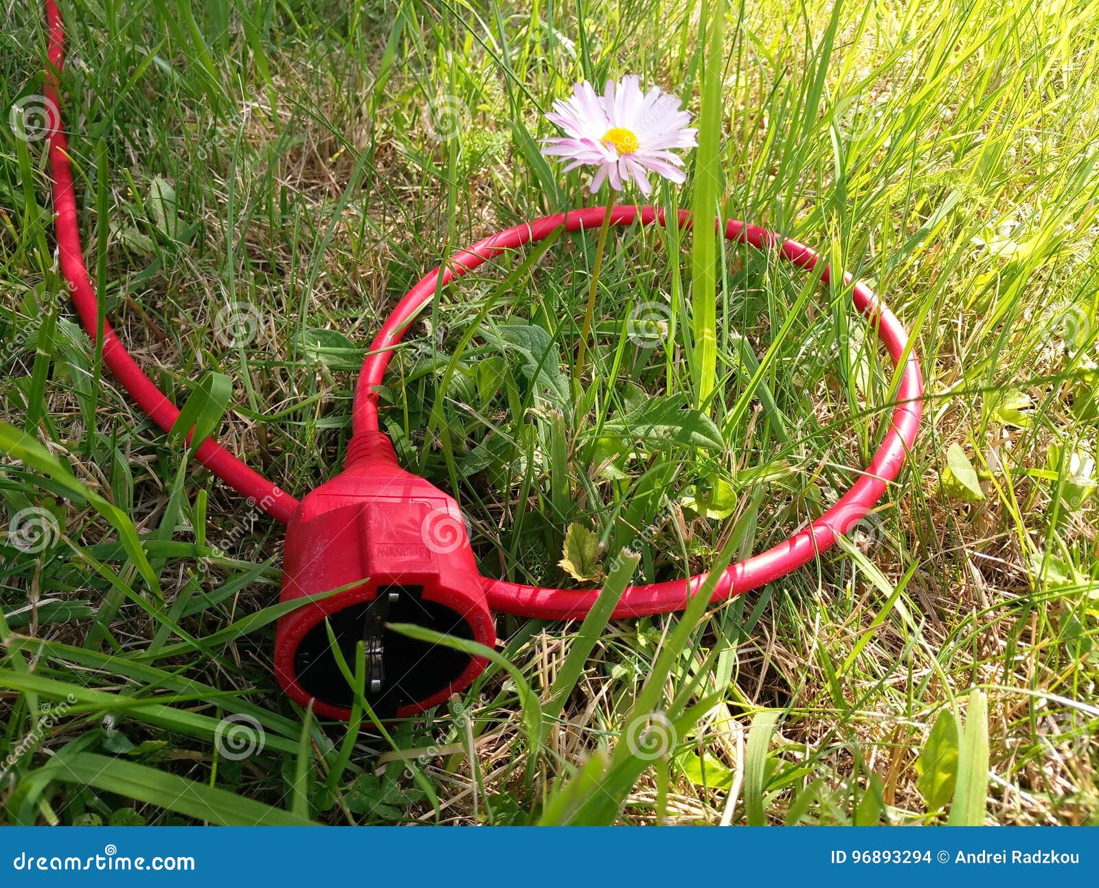 Electrical Cable with a Socket Forms a Ring Around Flower Stock Photo ...