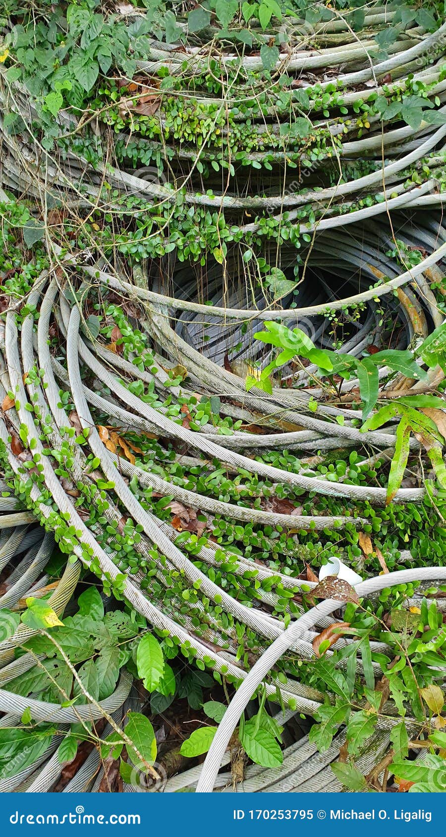 Electrical Cable Wire with Grown Vines on Ground Stock Image - Image of ...