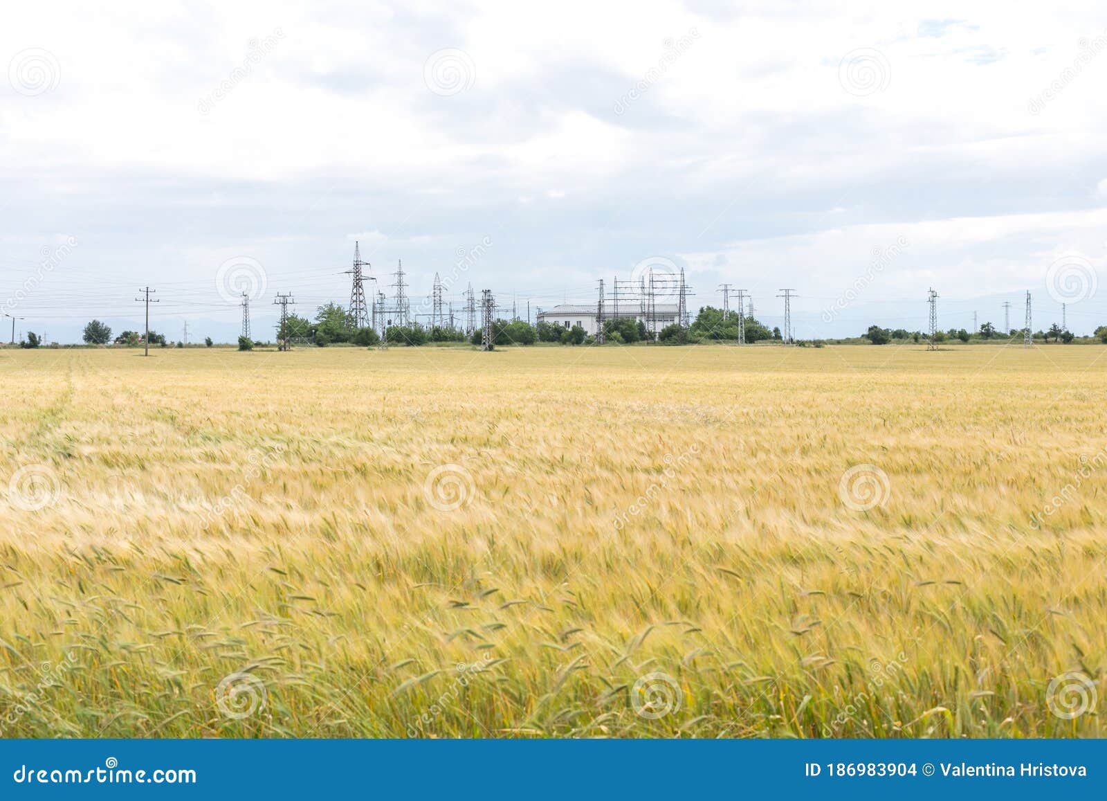 Electrical Distribution Station in a Wheat Field, Transformers, High ...