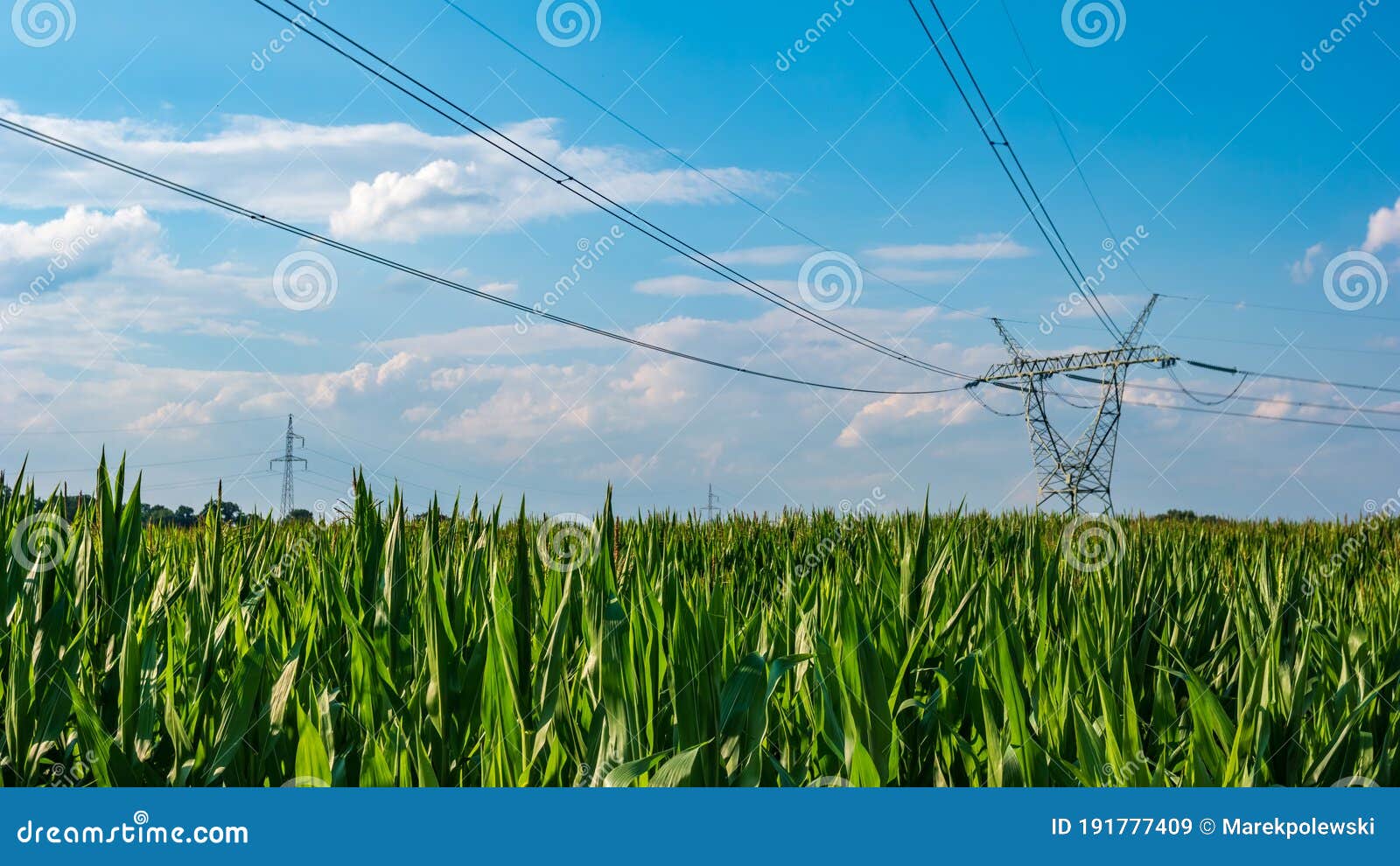 Electrical Lines Over Corn Fields Stock Image - Image of landscape ...