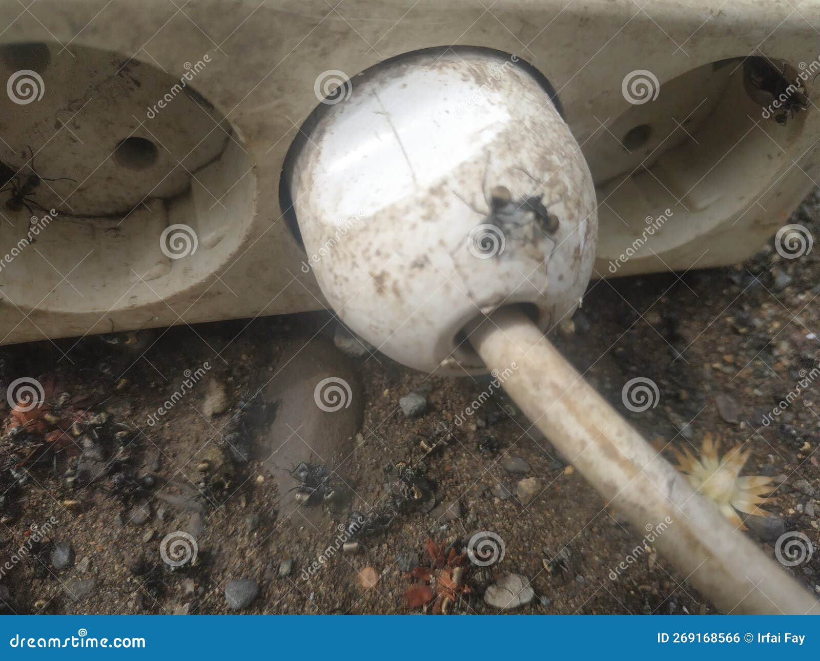 Electrical Outlet on the Ground Covered in Ants Stock Photo - Image of ...