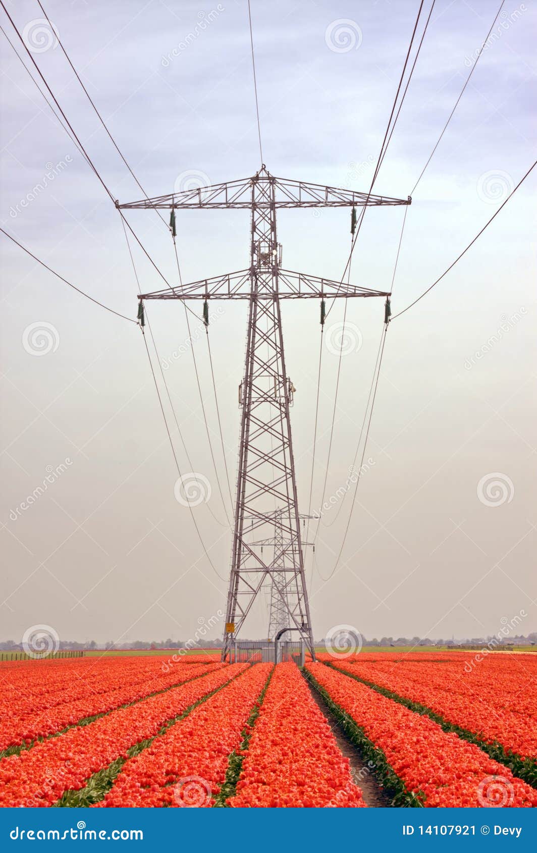 Electrical Power Lines and Tulips in Spring Stock Image - Image of ...
