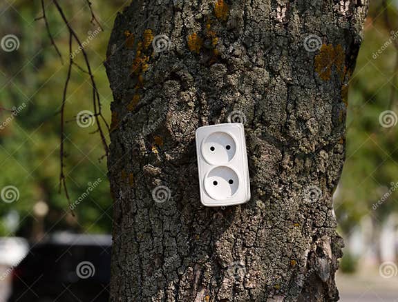 Electrical Socket Coming Out of a Tree. Stock Image - Image of tree ...