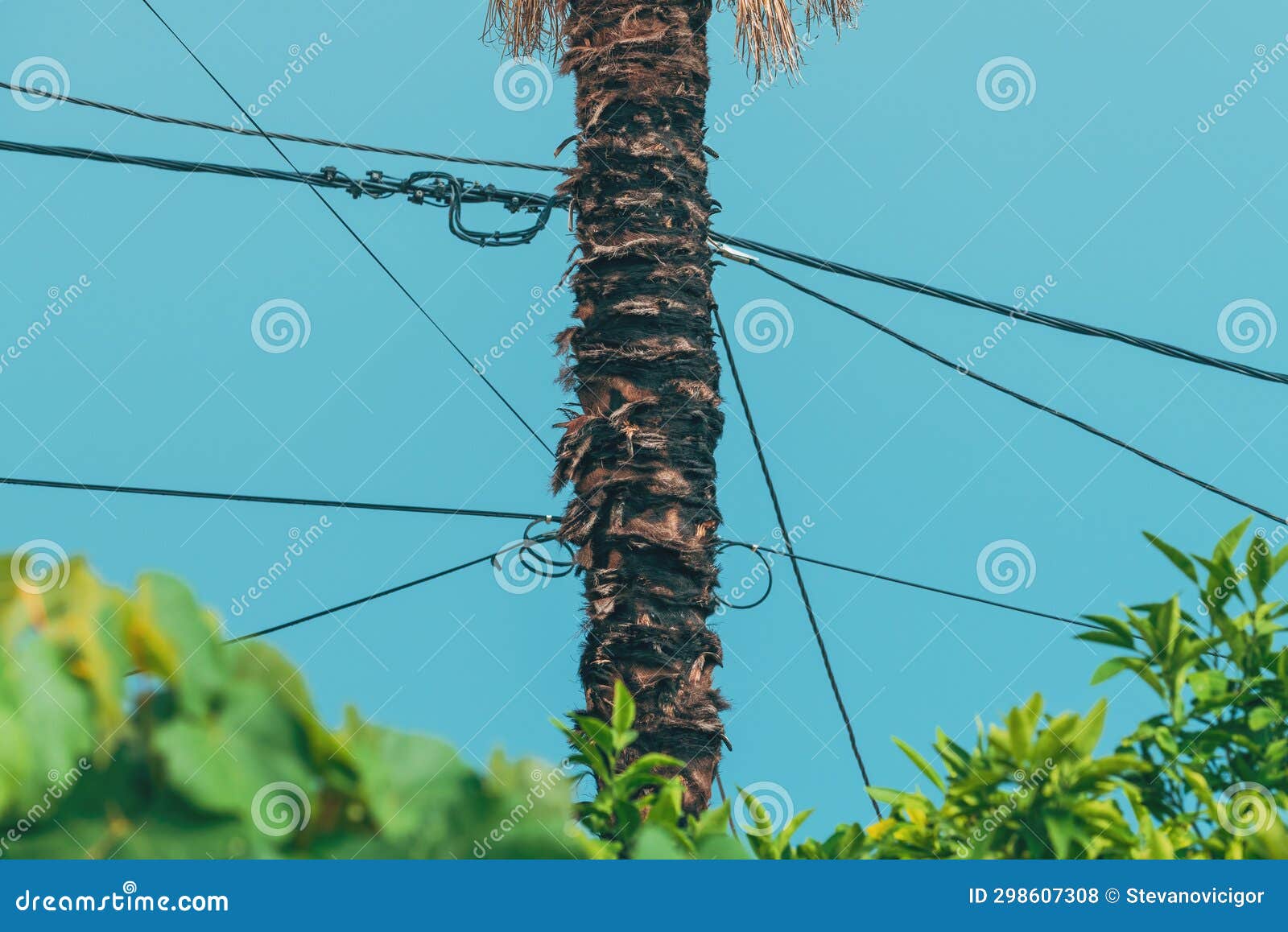 Electrical and Telephone Wires Behind the Palm Tree Stock Photo - Image ...
