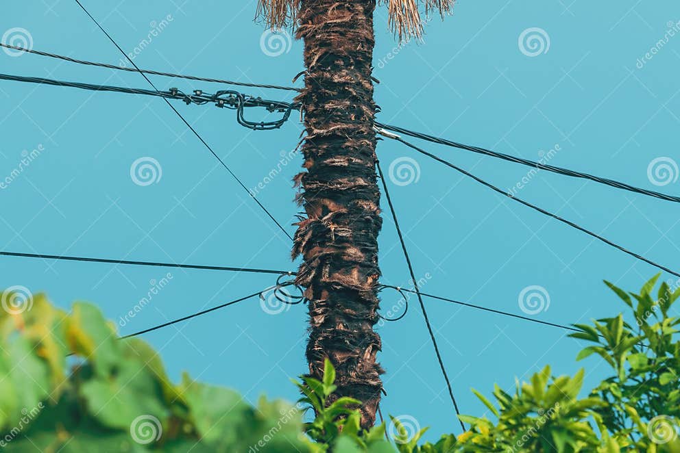 Electrical and Telephone Wires Behind the Palm Tree Stock Photo - Image ...