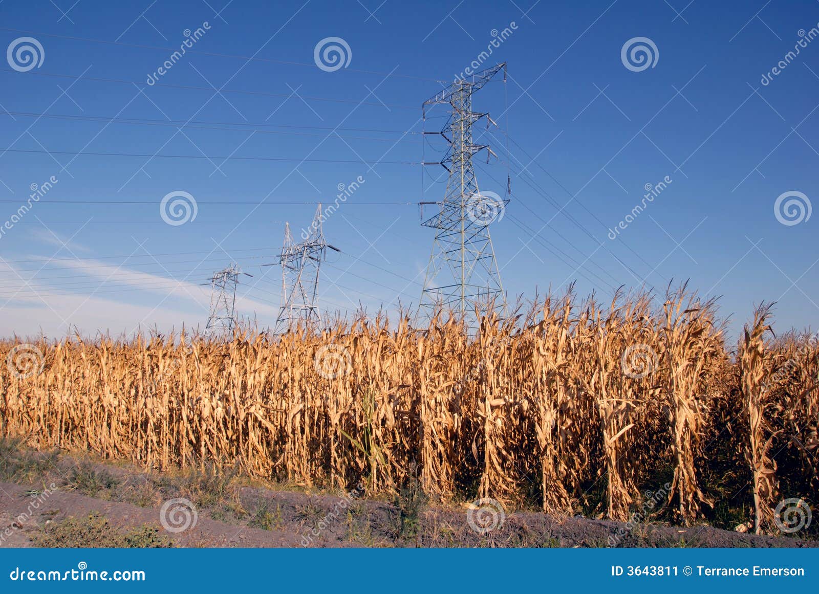Electrical Towers and Corn stock image. Image of white - 3643811