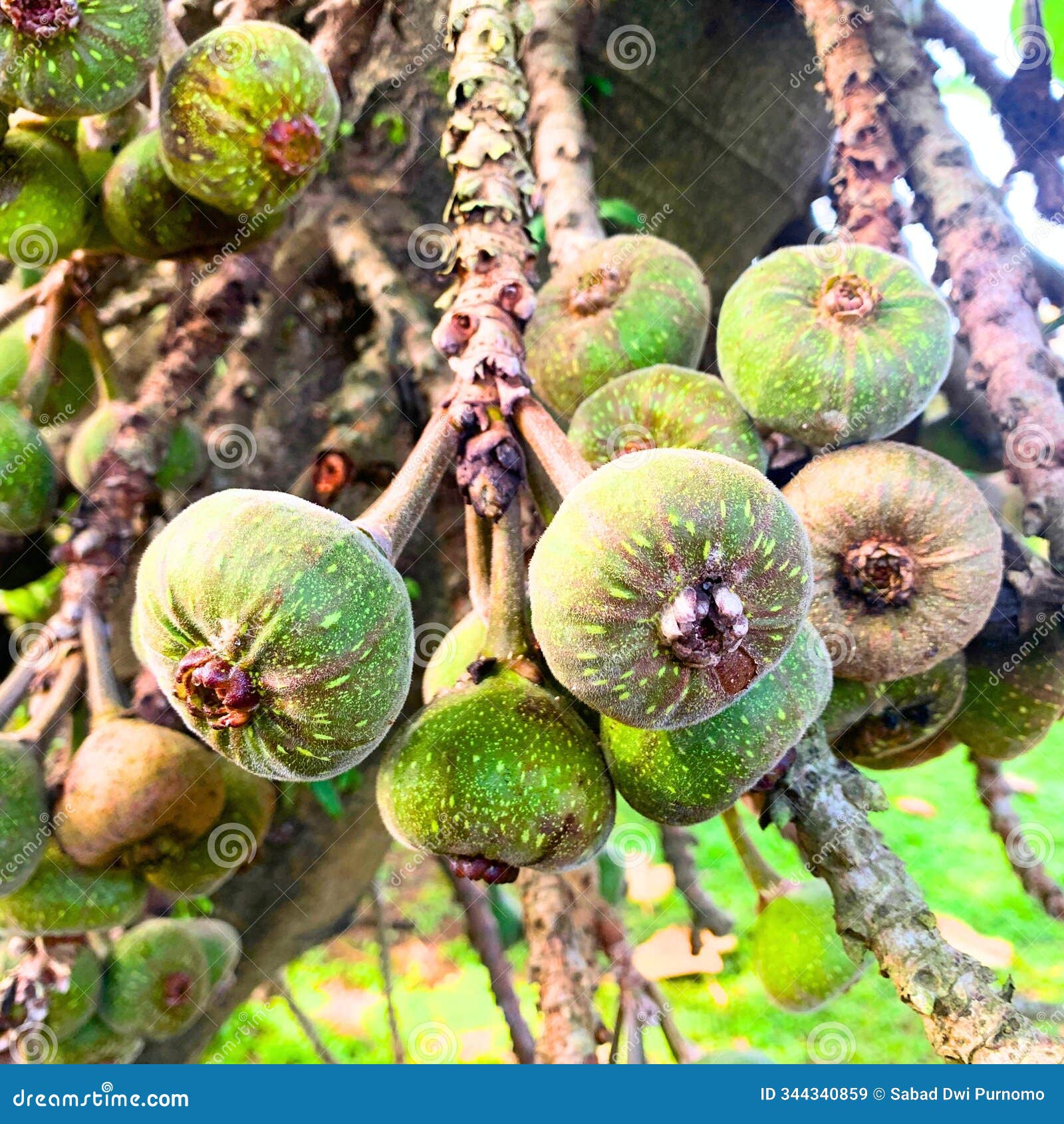 Cluster of Unripe Figs on a Tree Branch Stock Image - Image of flower ...
