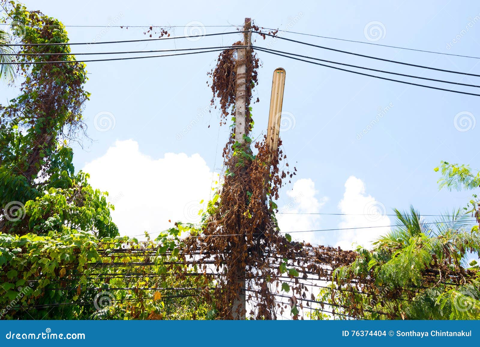 ELECTRICAL WIRE POLE COVERED by DRY LEAVES Stock Photo - Image of ...