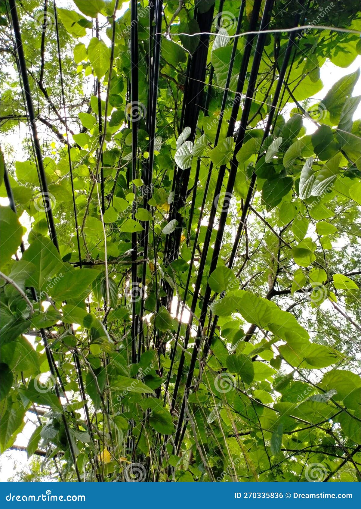Electrical Wires Exposed To Tree Trunks Stock Photo - Image of trunks ...