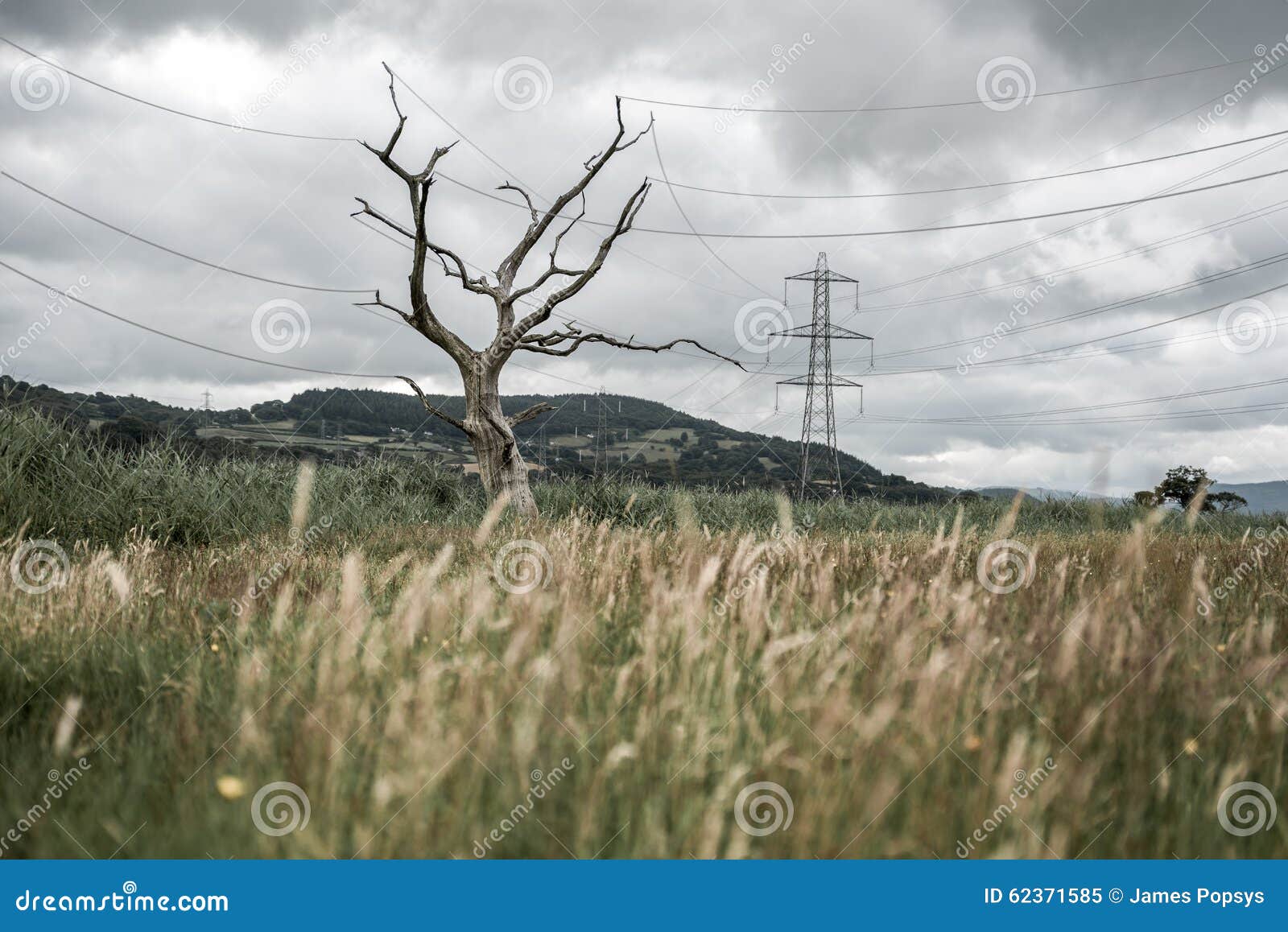 Electricic tree stock image. Image of electricity, rural - 62371585