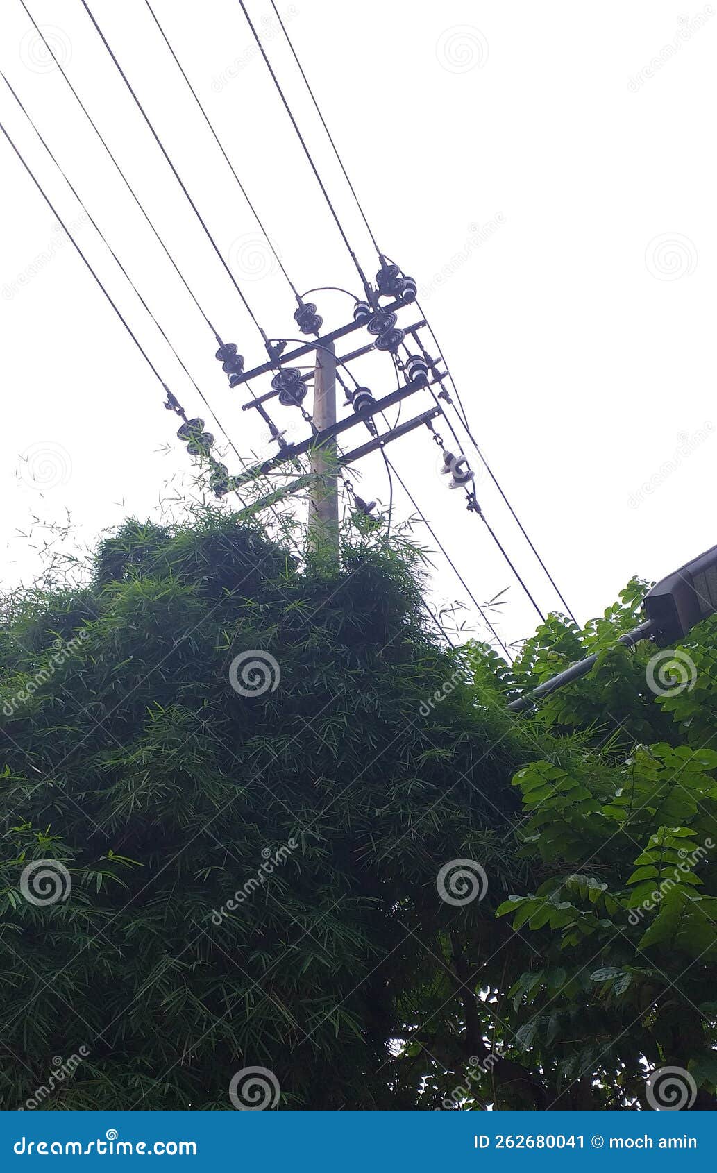 Electricity over the trees stock image. Image of wind - 262680041