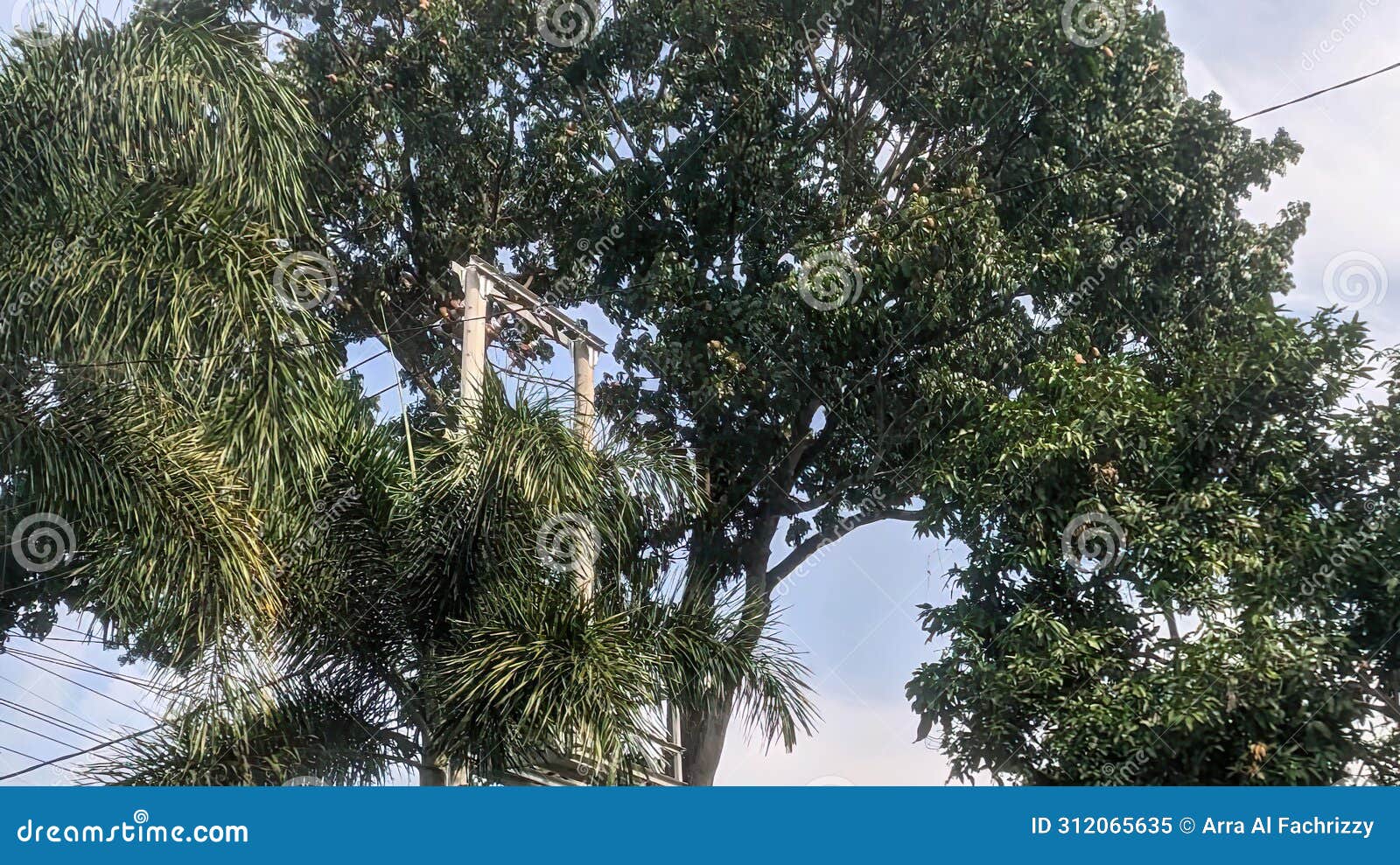 Electricity Poles and Trees Stock Image - Image of tree, poles: 312065635