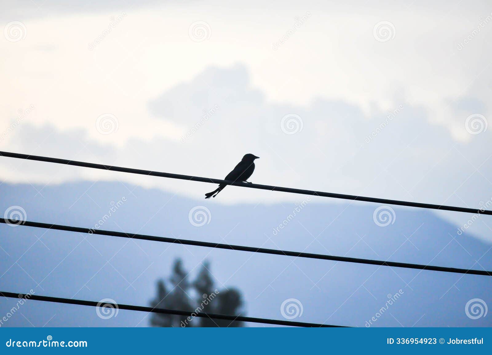 Electricity Wire and a Bird in Sky Background Stock Image - Image of ...