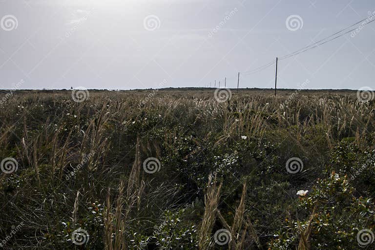 Electricity Wire on a Field Stock Photo - Image of coastal, wooden ...