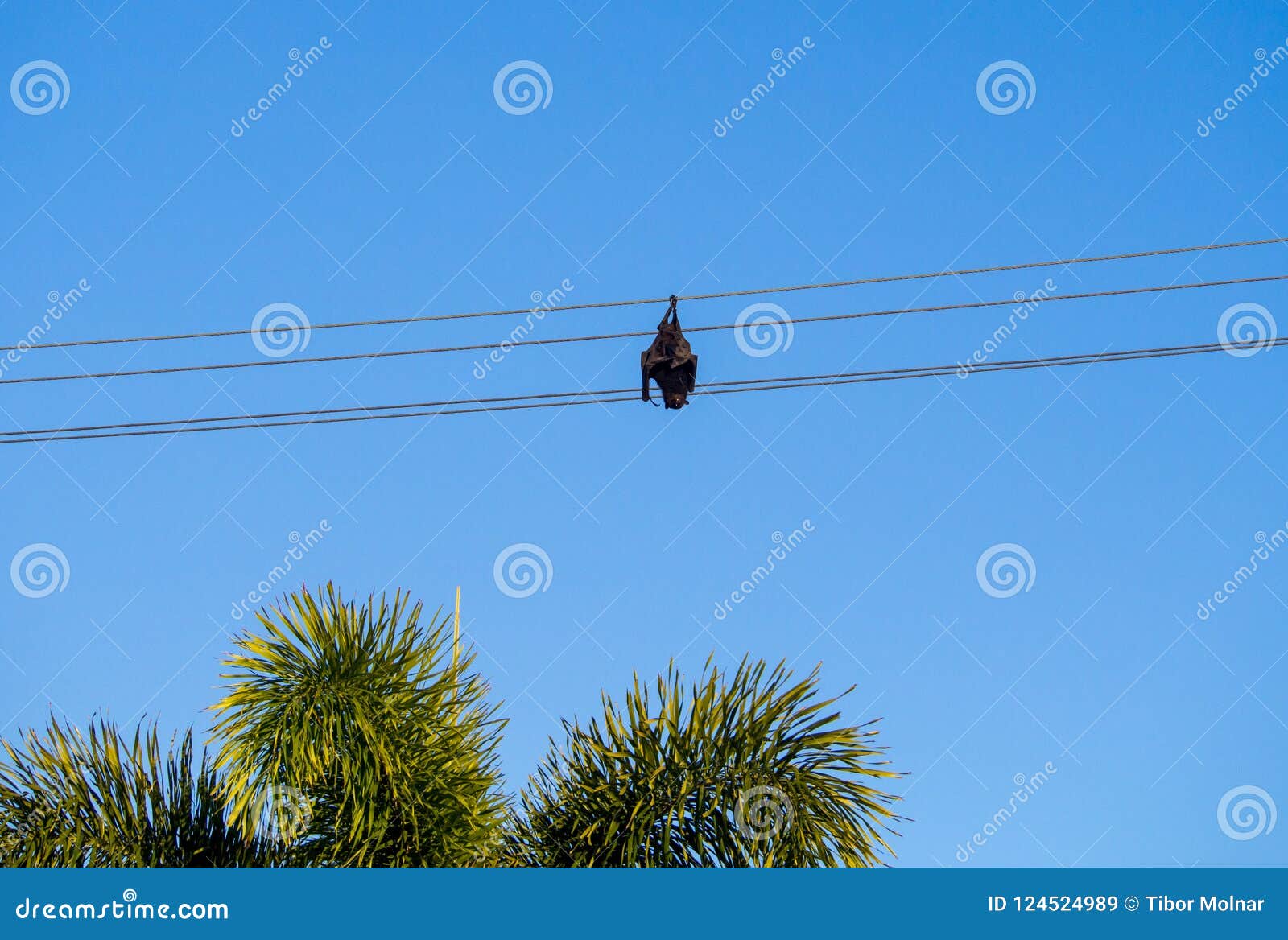 Electrocuted Fruit Bat Hanging From Electrical Power Cable Stock Image ...