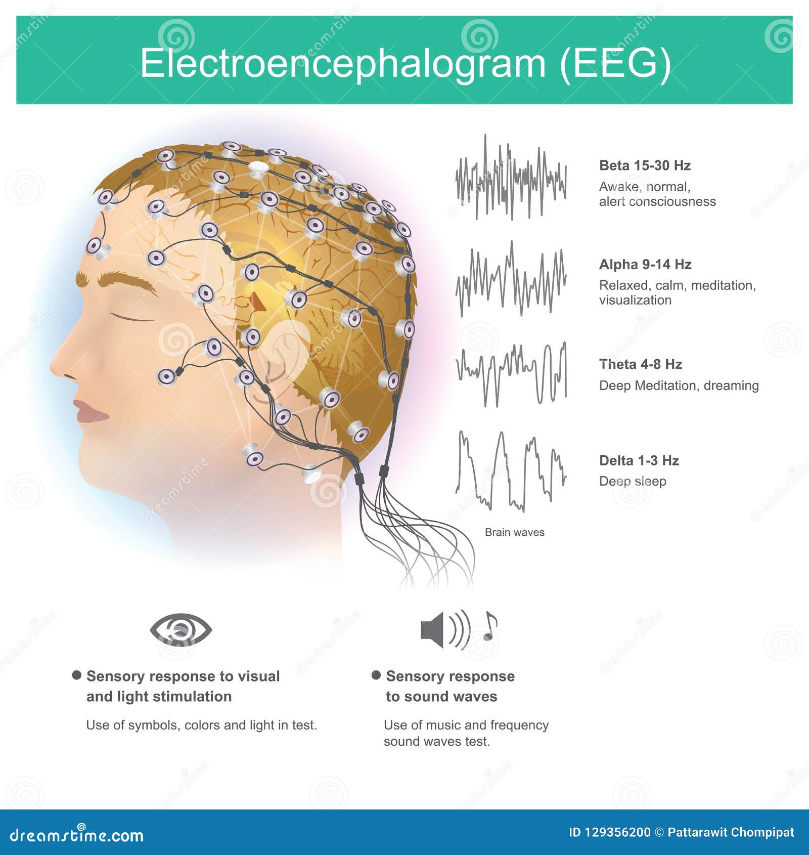 EEG Electroencephalogram, Brain Wave In Awake State During Rest Royalty ... EEG Electroencephalogram, Brain Wave In Awake State During Rest Royalty ...