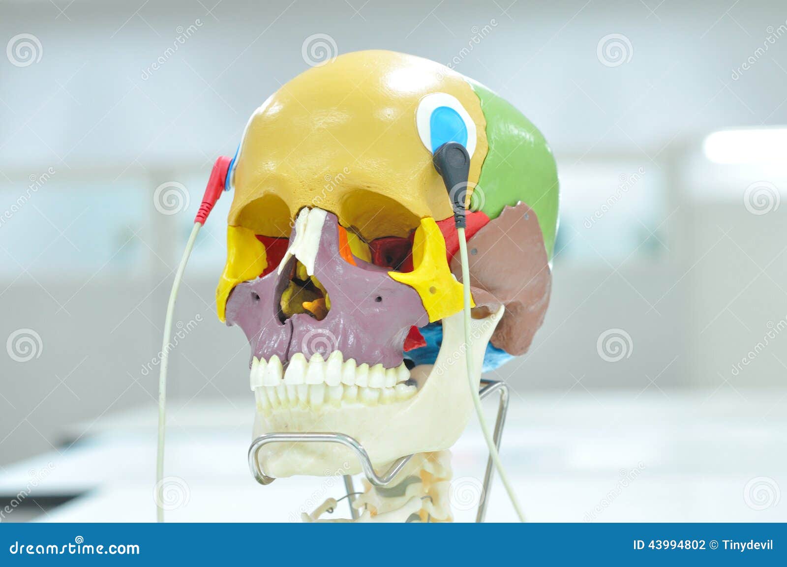 Electromyography stock photo. Image of muscle, neuromuscular - 43994802