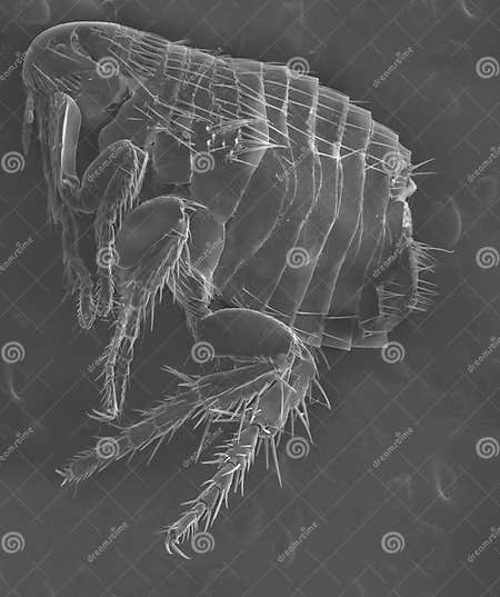 Electron microscope-flea stock image. Image of hair, fleas - 29318465