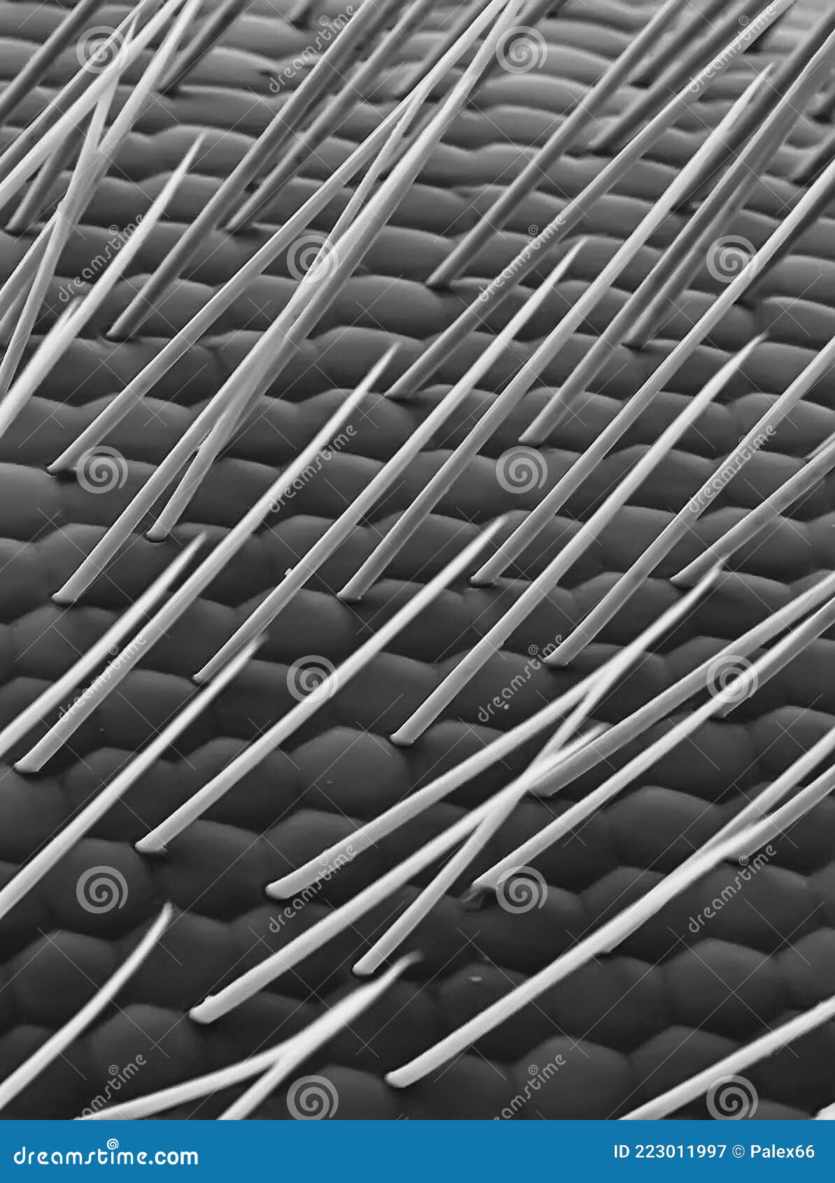 Electron Microscope Photo of a Bee Stock Image - Image of long ...