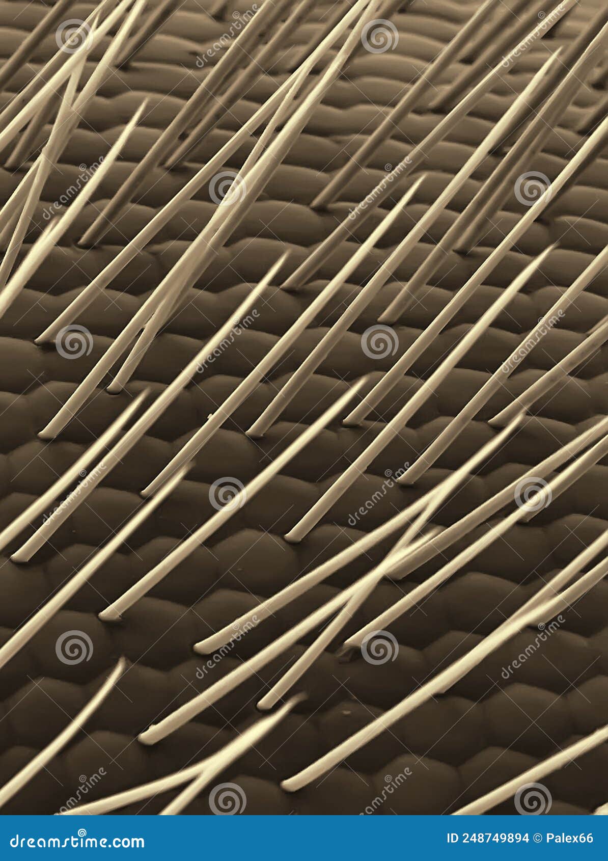 Electron Microscope Photo of a Bee`s Eye Stock Photo - Image of closeup ...