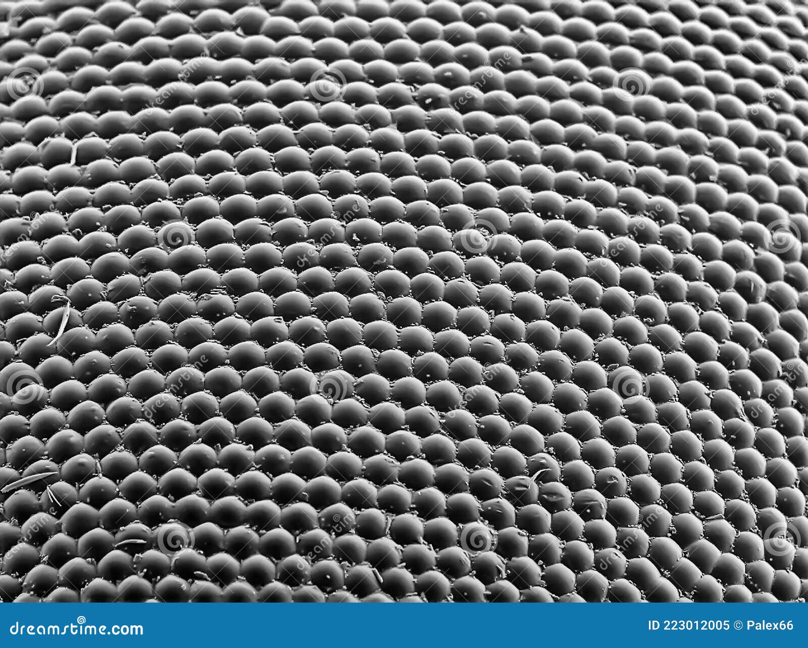 Electron Microscope Photo of Mango Tree Borer Stock Image - Image of ...