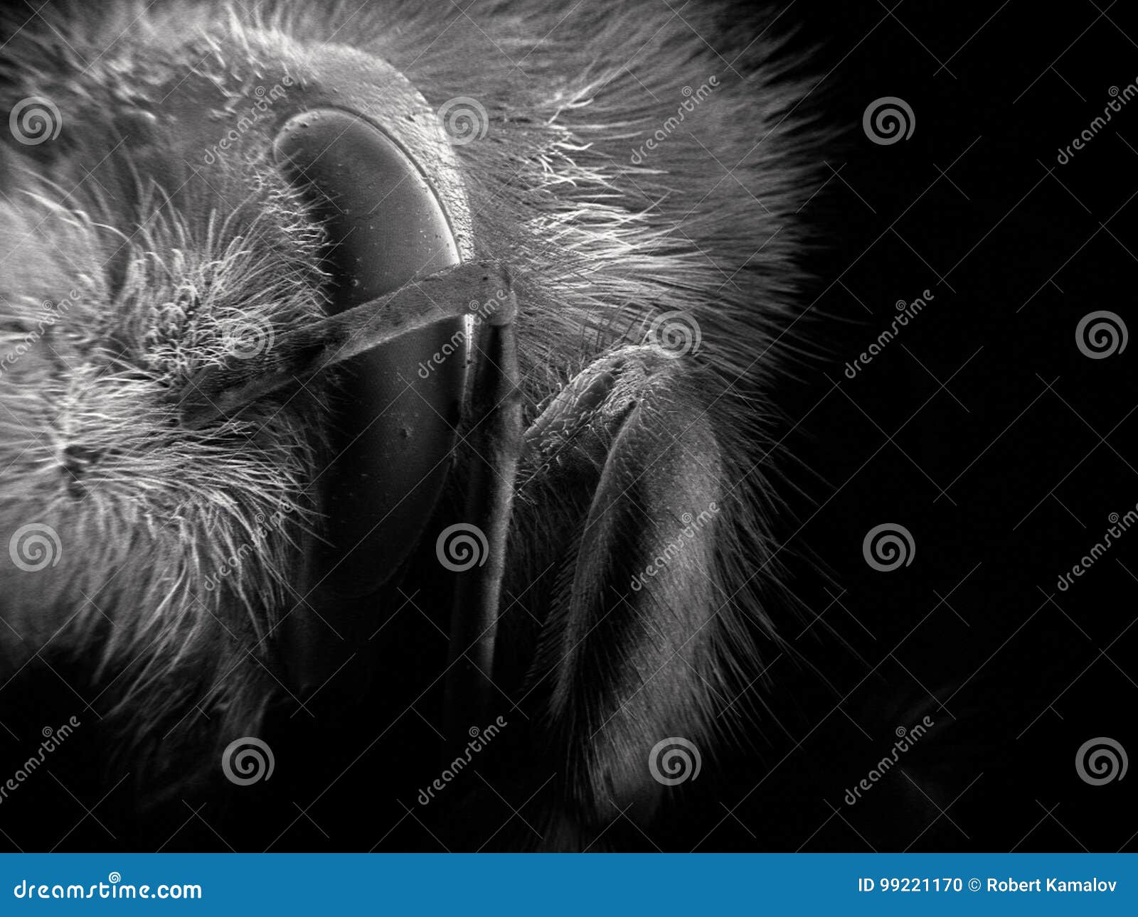 Insect Electron Microscope Photos Of Beetles And Parasitic Wasps ...