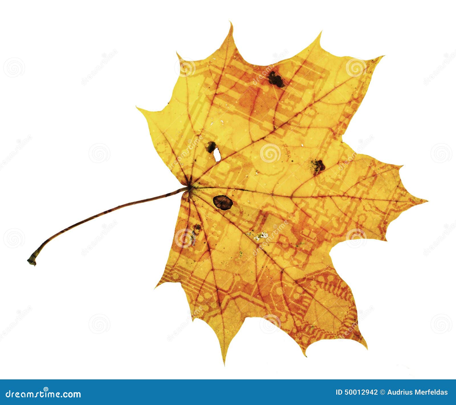 Electronics Concept PCB Traces on Maple Leaf Stock Photo - Image of ...