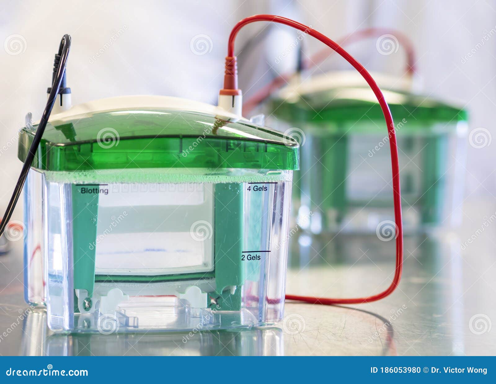 Electrophoresis Chamber or Tank Prepared with Solution Stock Photo ...