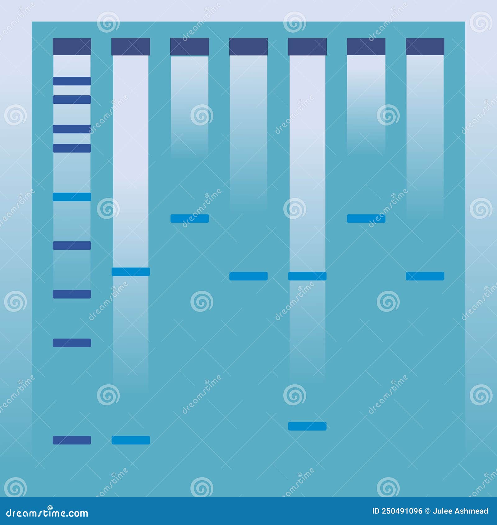 Electrophoresis Gel Vector Illustration Background | CartoonDealer.com ...