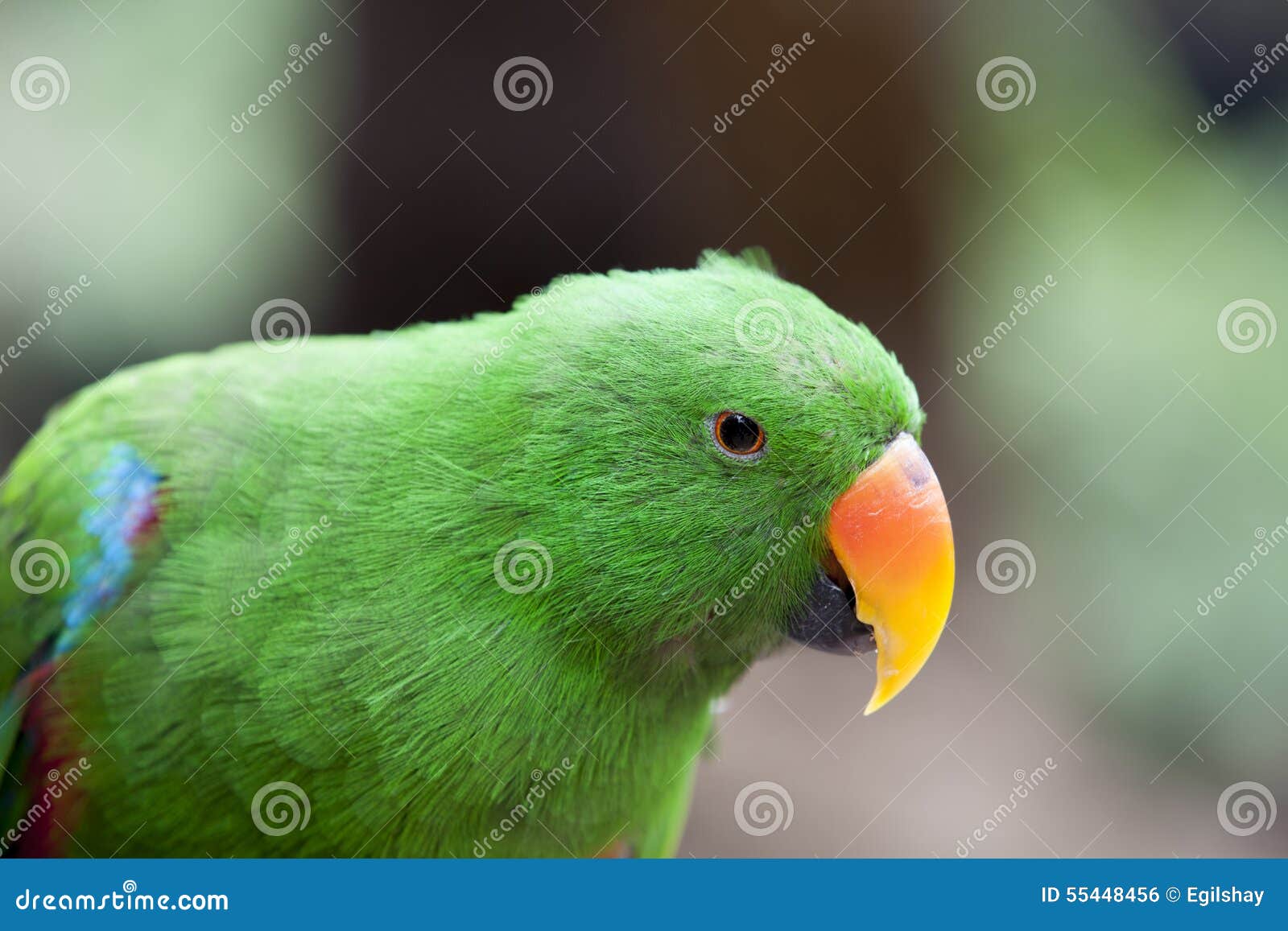 Electus Parrot Royalty-Free Stock Photo | CartoonDealer.com #32632305