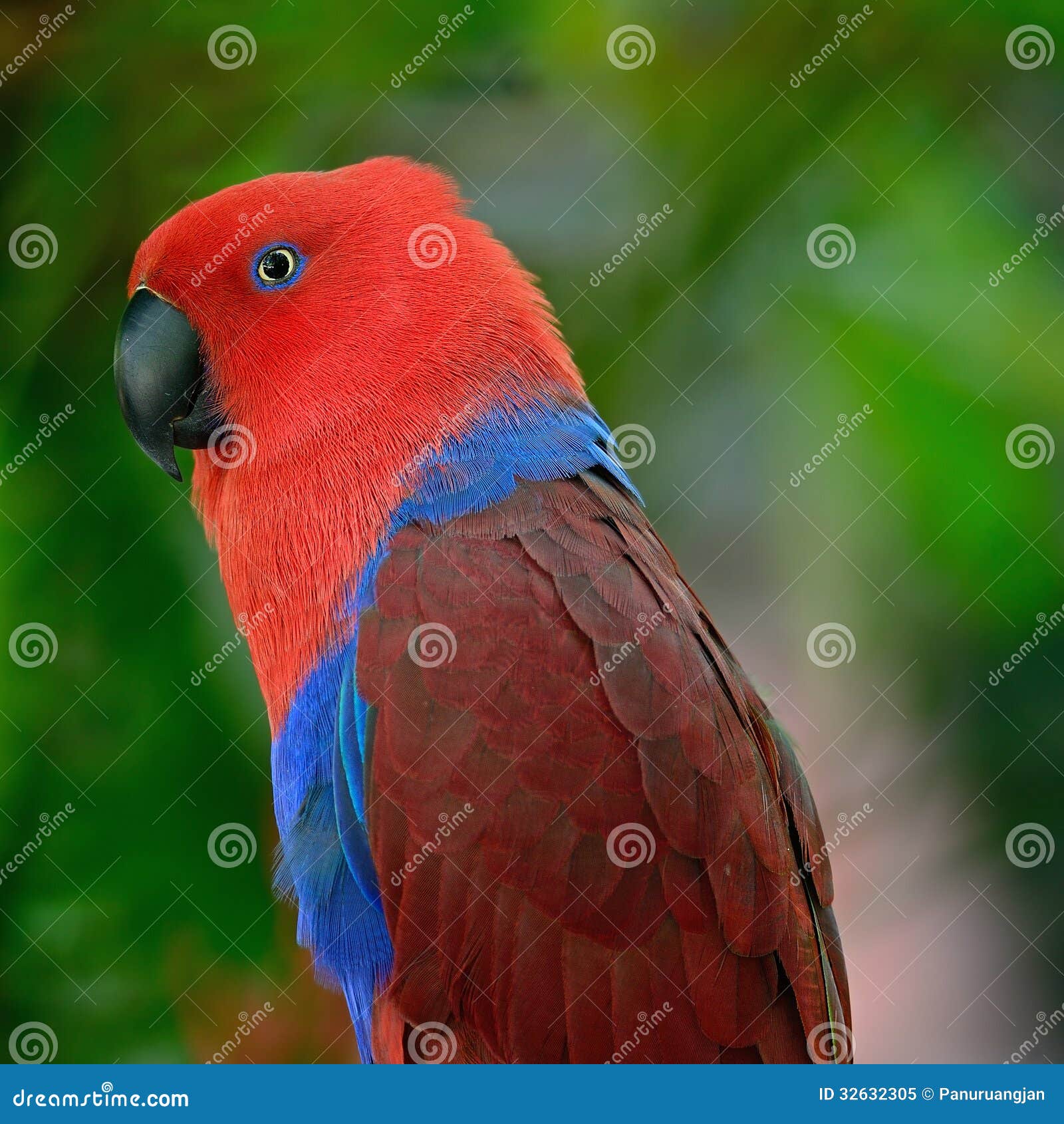 Electus parrot stock image. Image of roratus, bird, parrot - 32632305