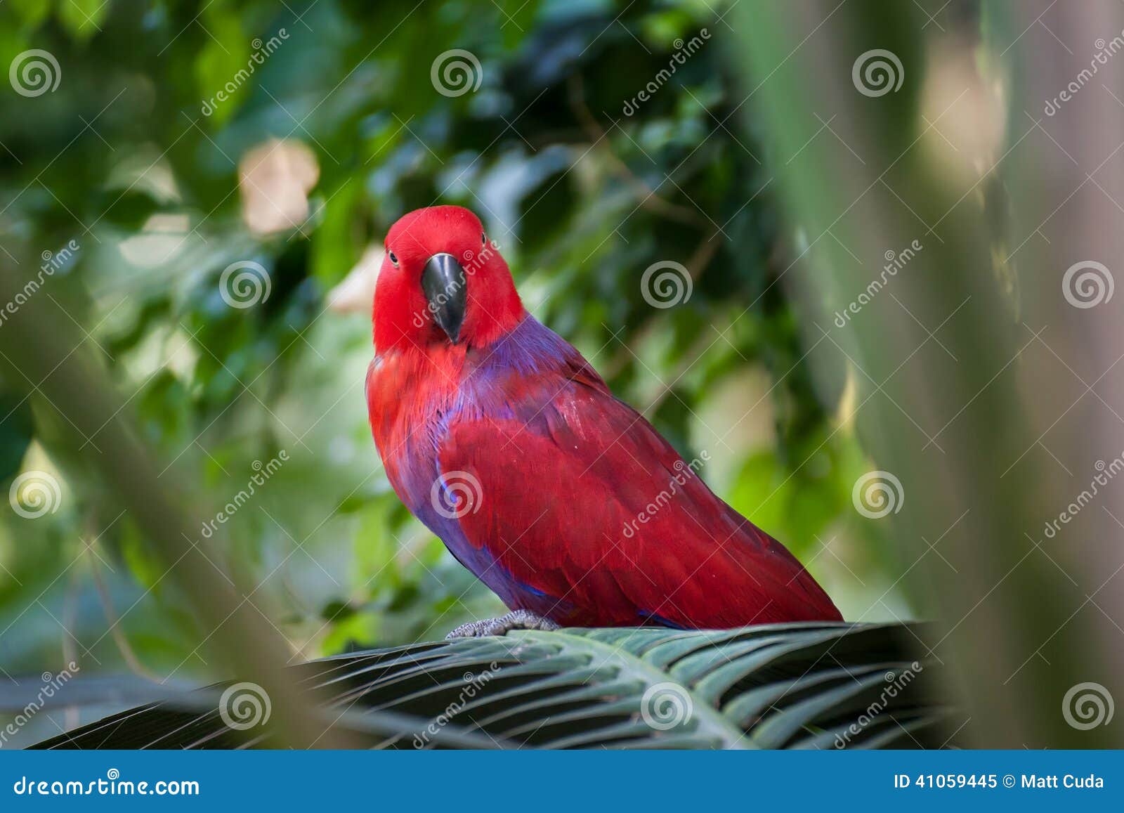 Electus Parrot stock image. Image of pets, jungle, wathing - 41059445